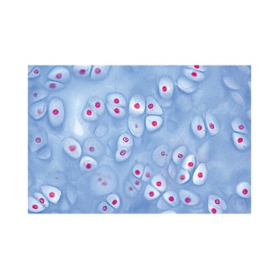 Normal Human Microscope Slides (Large) | Health and Care
